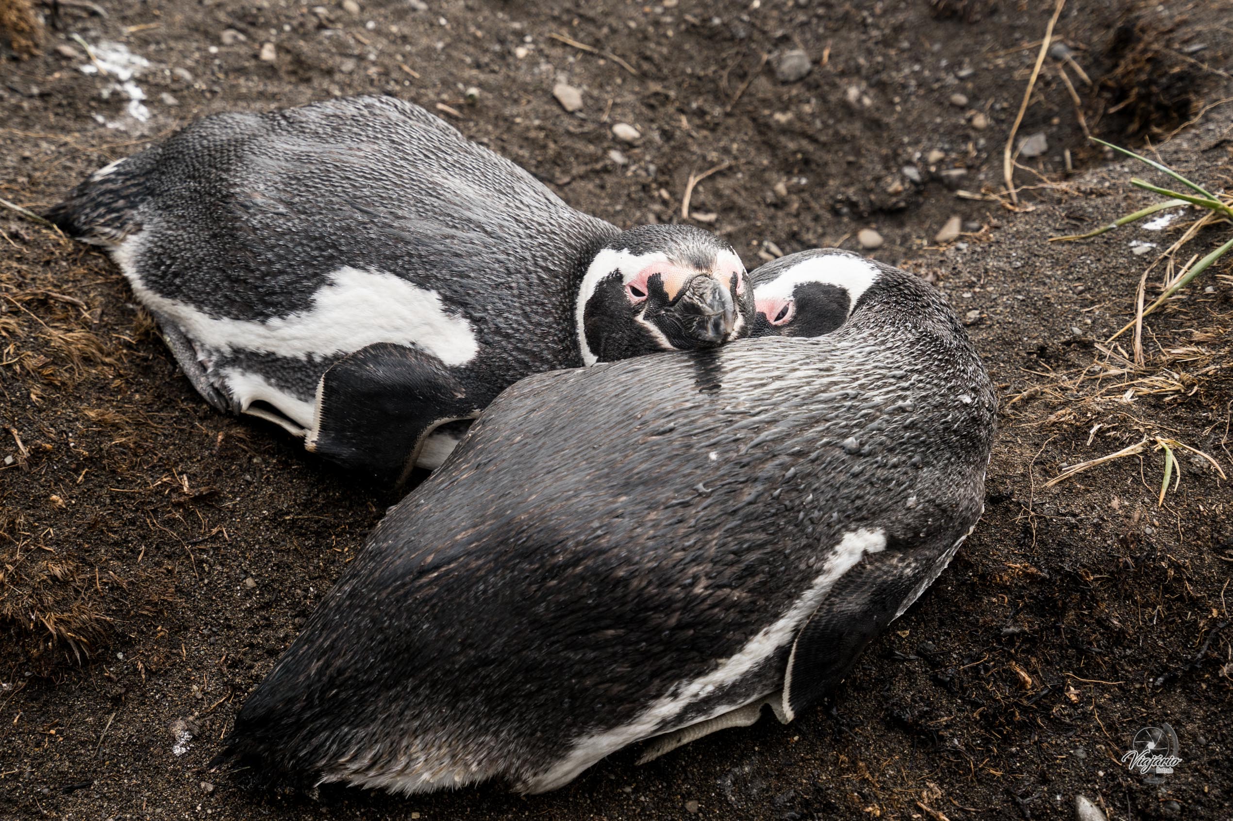 Amor como o dos pinguins | Viajário Ilustrado